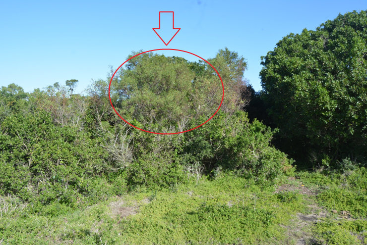 Sardinia Bay estate plans to control alien vegetation